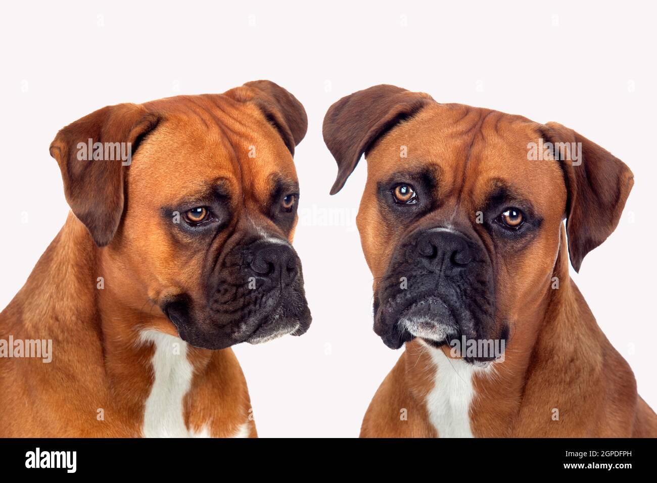 2 boxer dogs hi-res stock photography and images - Alamy