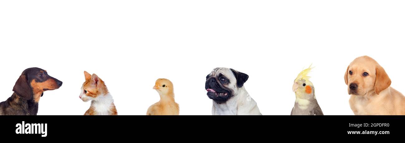 Many pets hi-res stock photography and images - Alamy