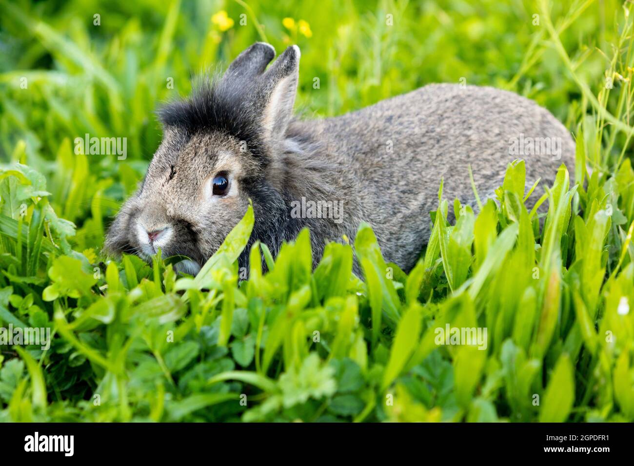 Brown rabbit free on the green grass Stock Photo - Alamy