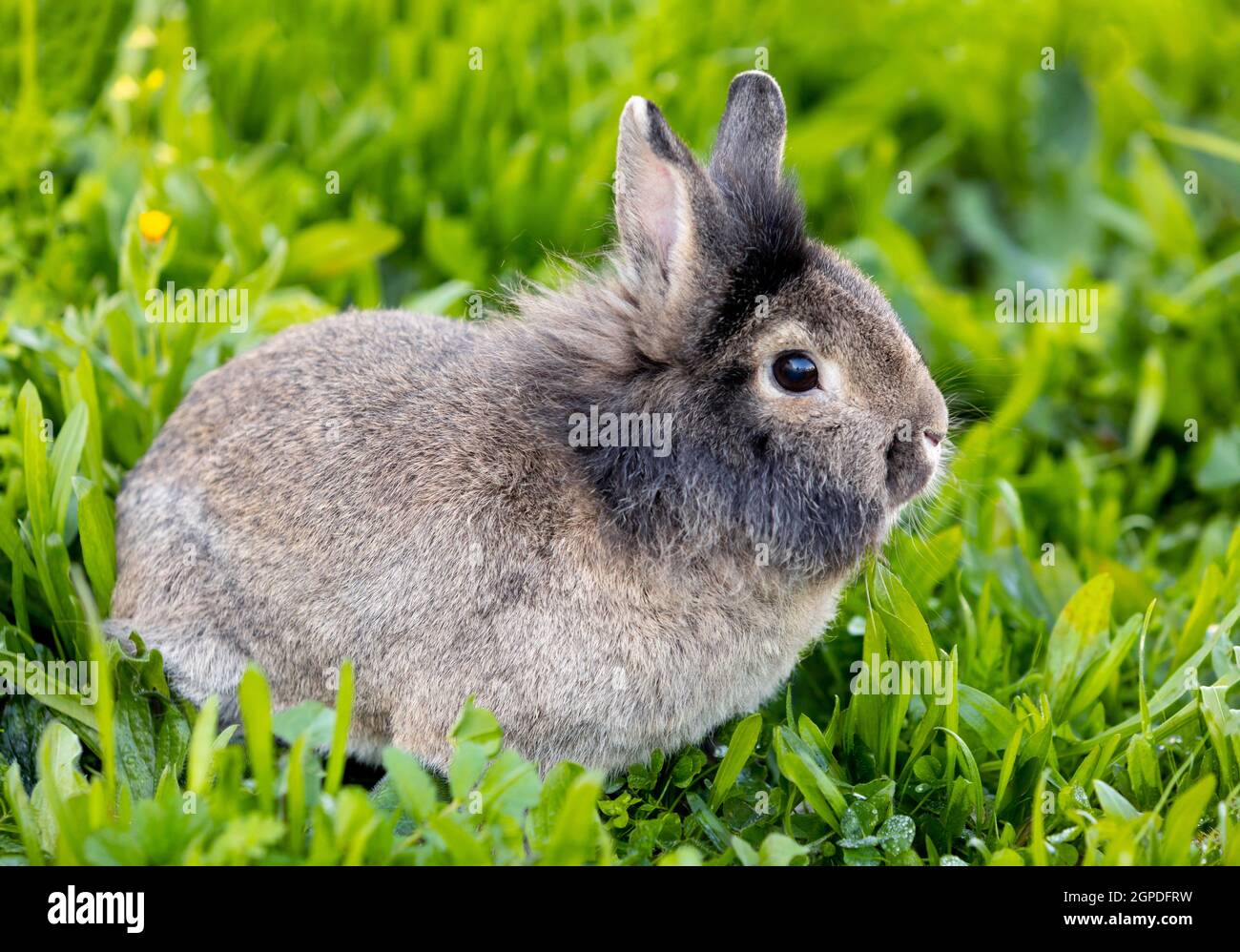 Brown rabbit free on the green grass Stock Photo - Alamy