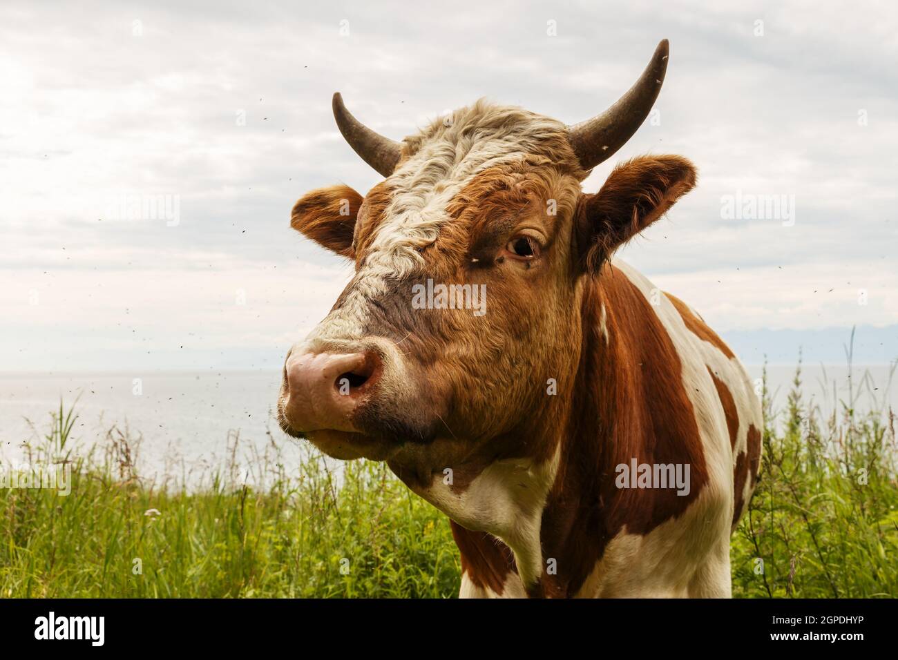 Red bull standing in the pasture. Head of a horned bull close up Stock ...