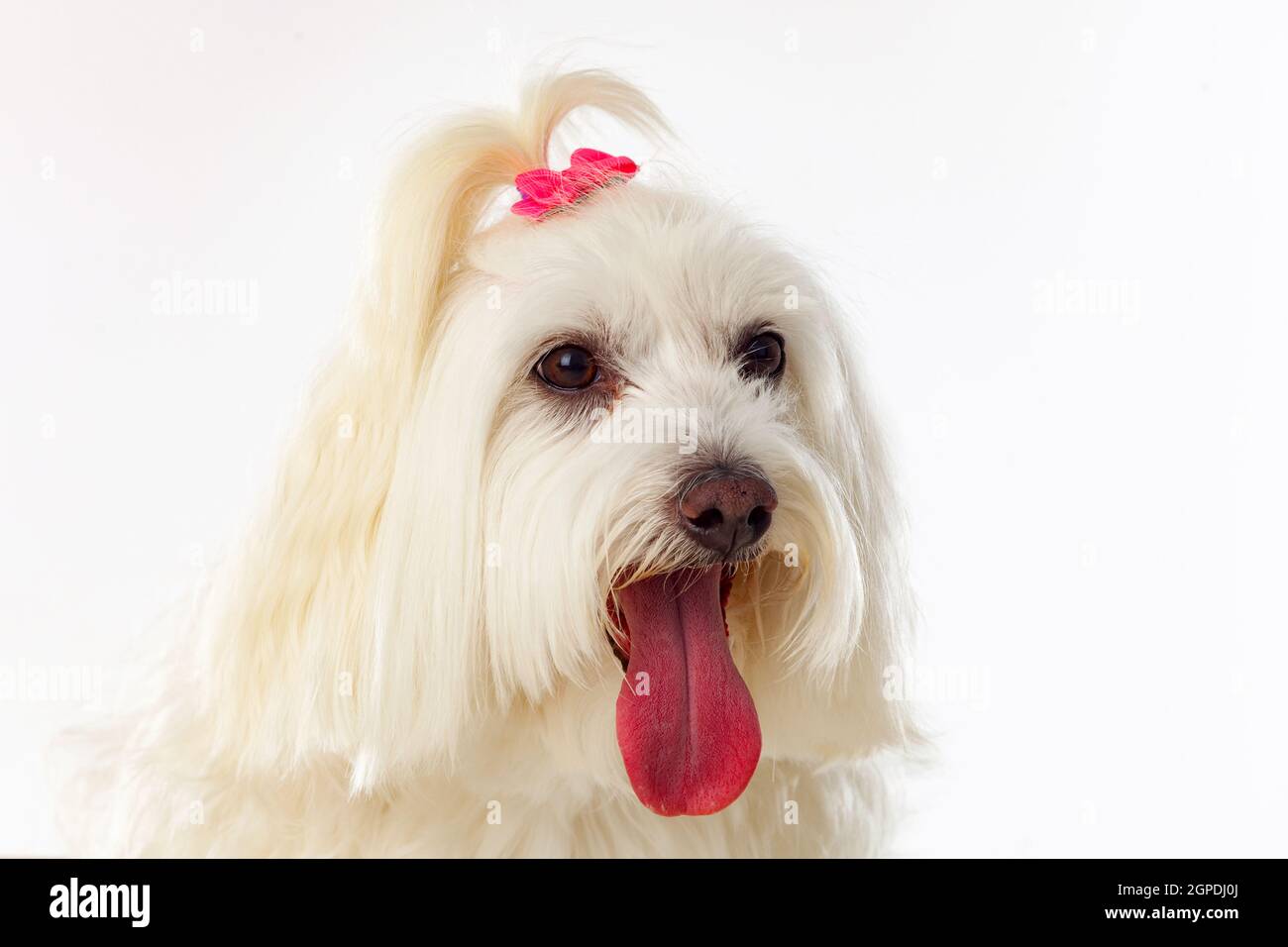 Portratit of a white dog with a pigtail Maltese bichon Stock Photo - Alamy