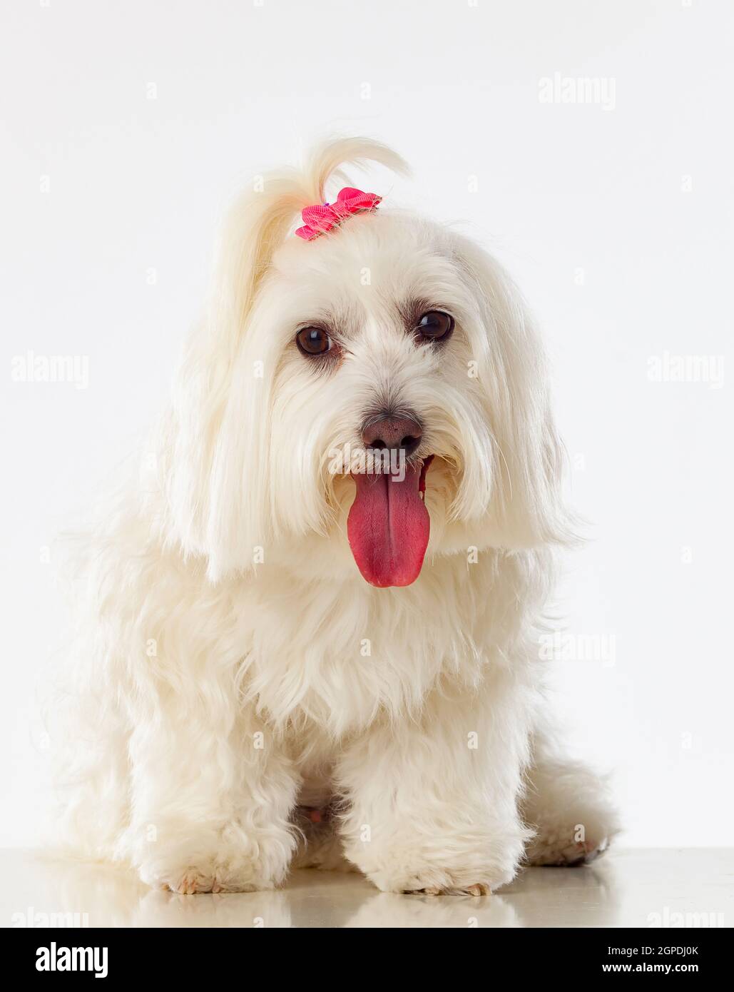 Portratit of a white dog with a pigtail Maltese bichon Stock Photo - Alamy