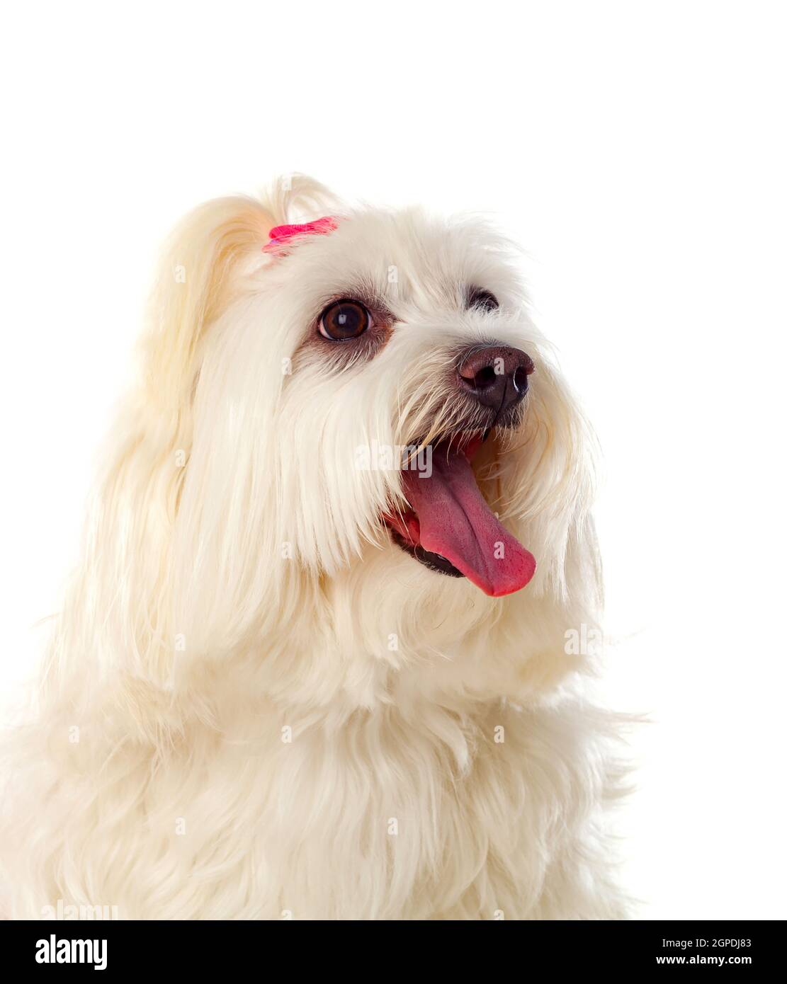 Portratit of a white dog with a pigtail Maltese bichon Stock Photo - Alamy