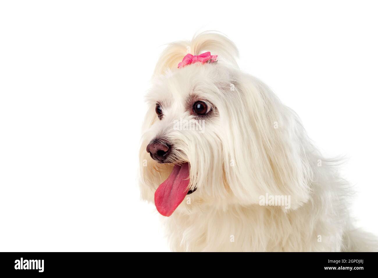 Portratit of a white dog with a pigtail Maltese bichon Stock Photo - Alamy