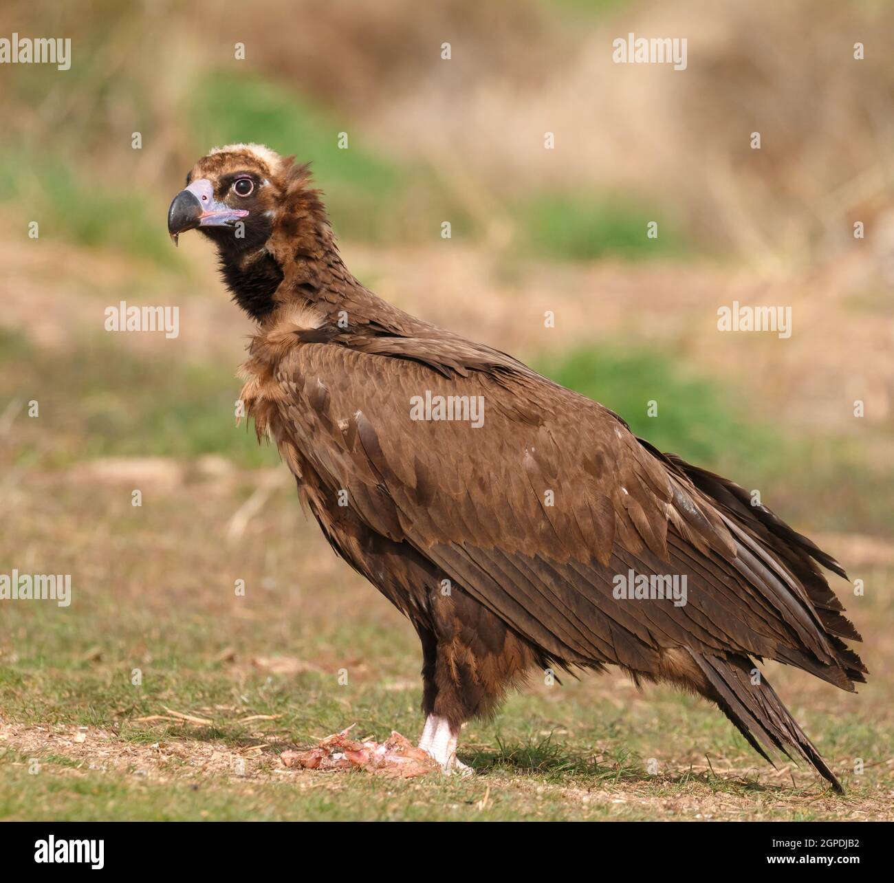 The majestic wild black vulture in its habitat Stock Photo - Alamy