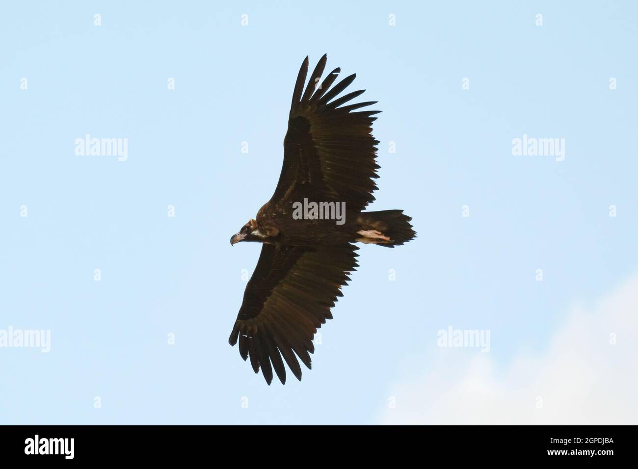 Big vulture in flight with a cloudy sky of background Stock Photo - Alamy