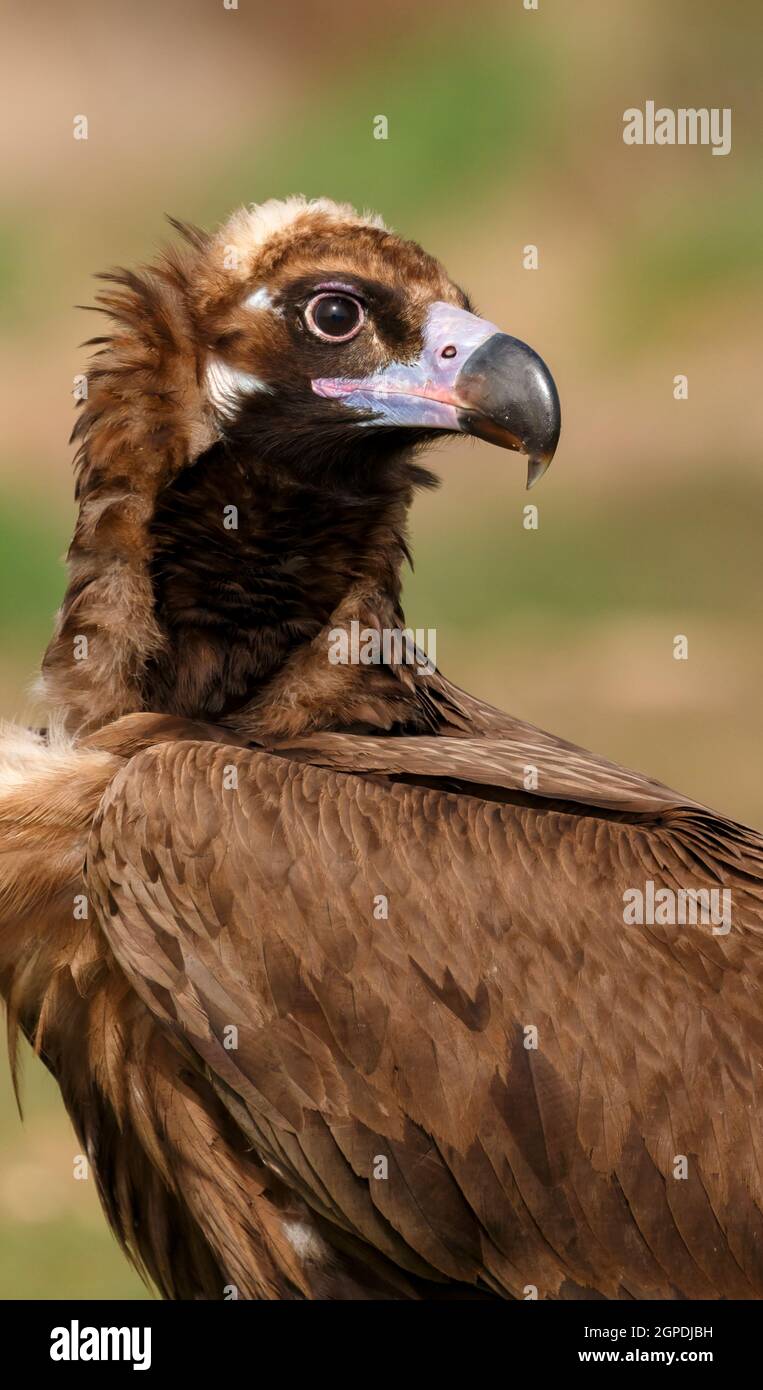 The majestic wild black vulture in its habitat Stock Photo - Alamy