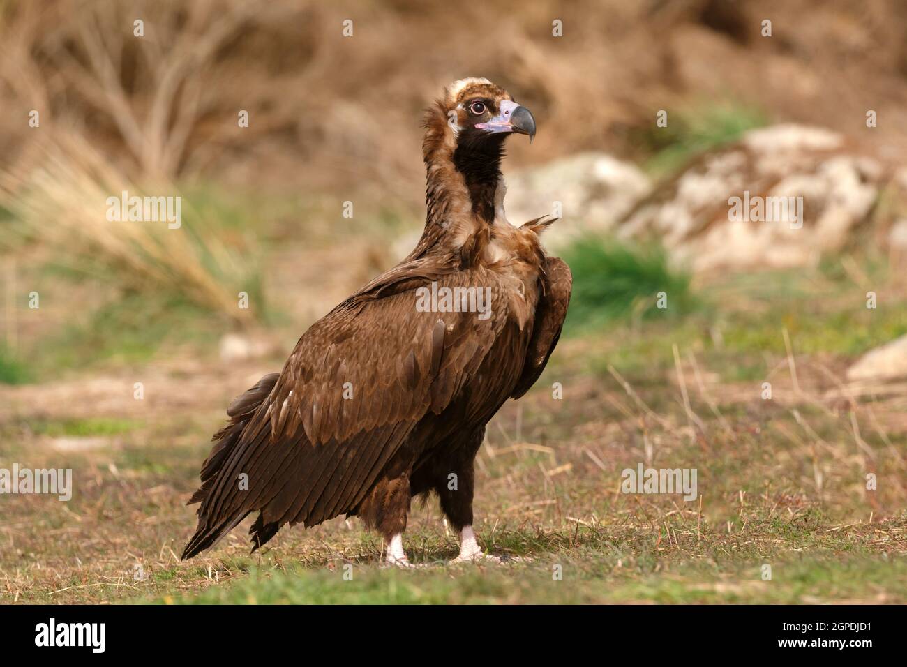 The majestic wild black vulture in its habitat Stock Photo - Alamy