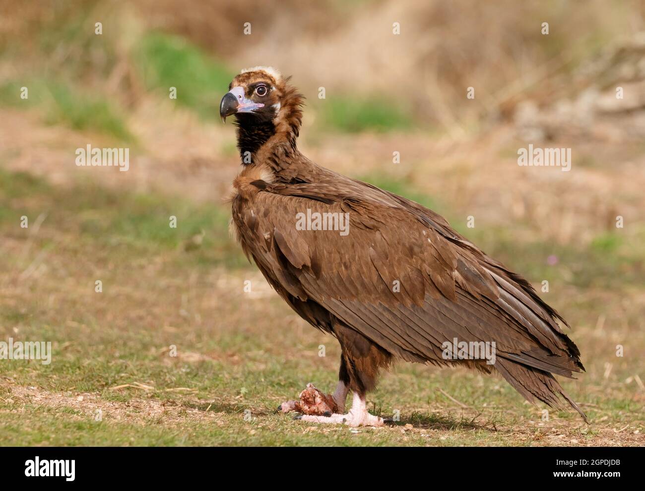 The majestic wild black vulture in its habitat Stock Photo - Alamy