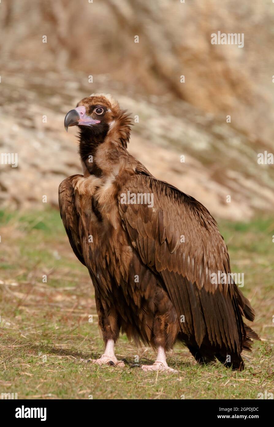 The majestic wild black vulture in its habitat Stock Photo - Alamy