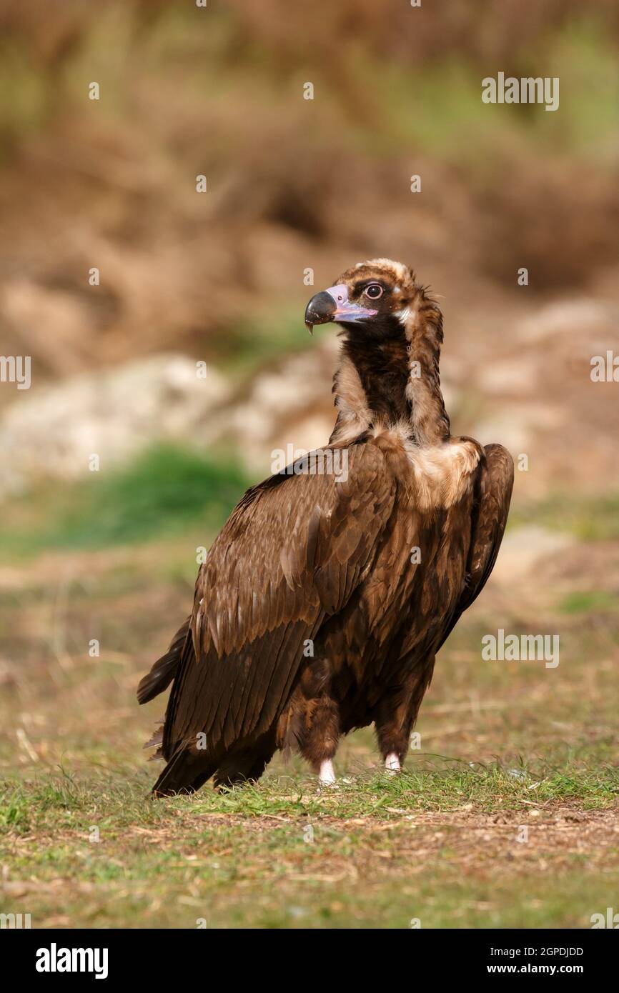 The majestic wild black vulture in its habitat Stock Photo - Alamy