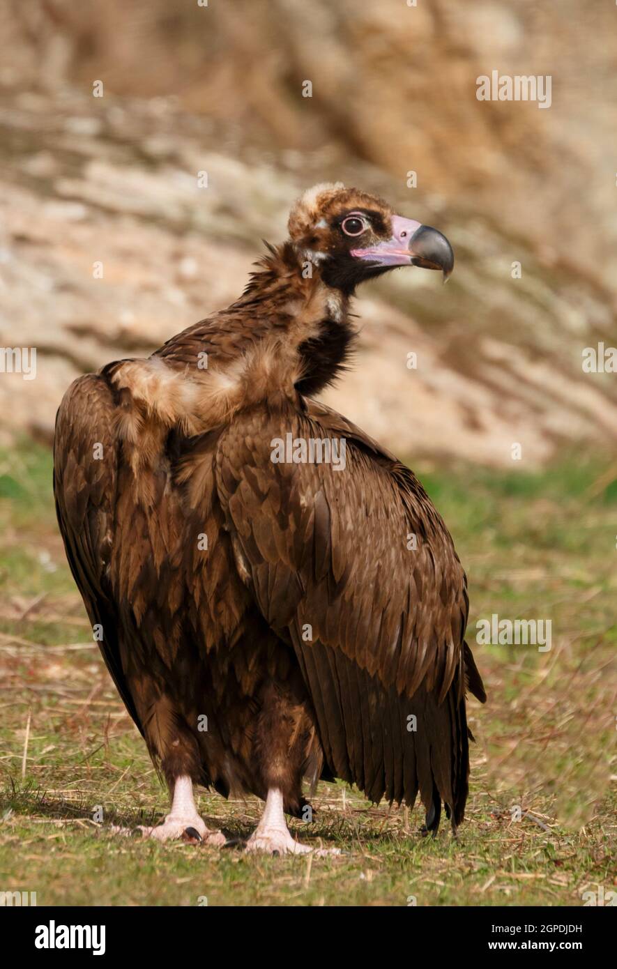 The majestic wild black vulture in its habitat Stock Photo - Alamy