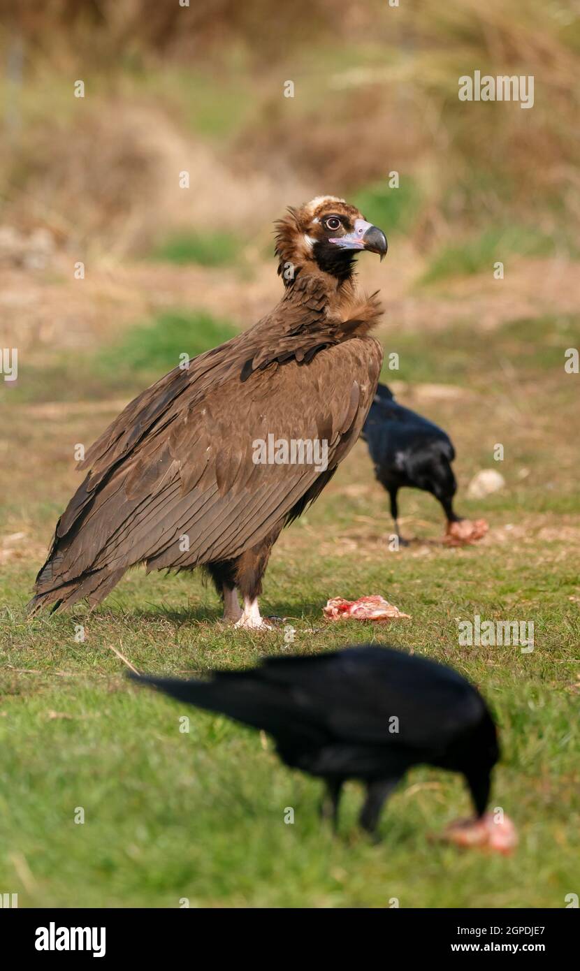 The majestic wild black vulture in its habitat Stock Photo - Alamy