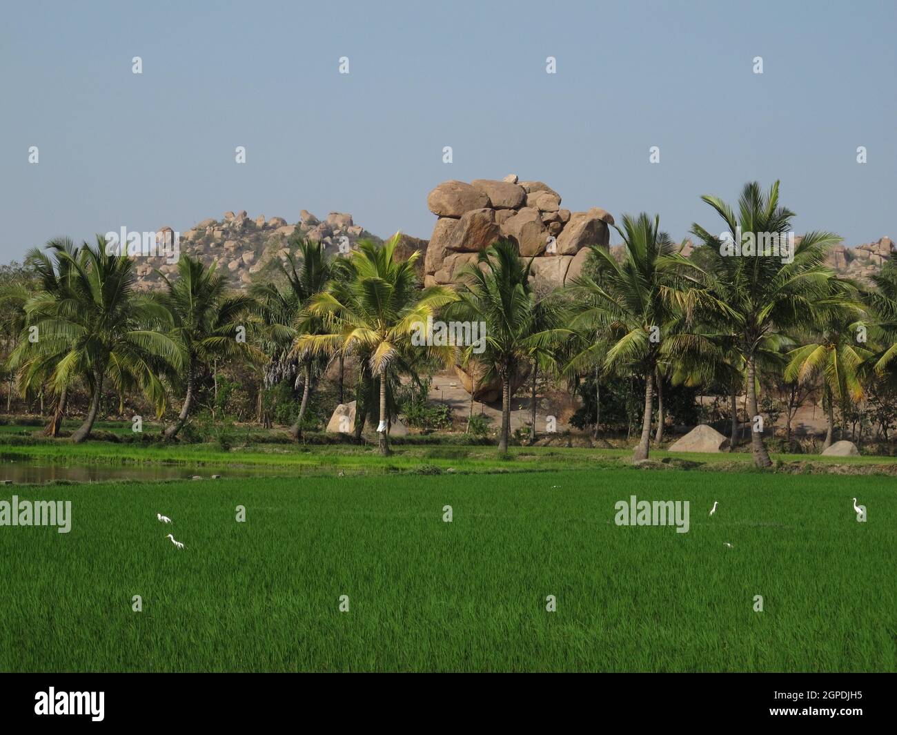 Green fields and granite boulder, Hampi Stock Photo - Alamy