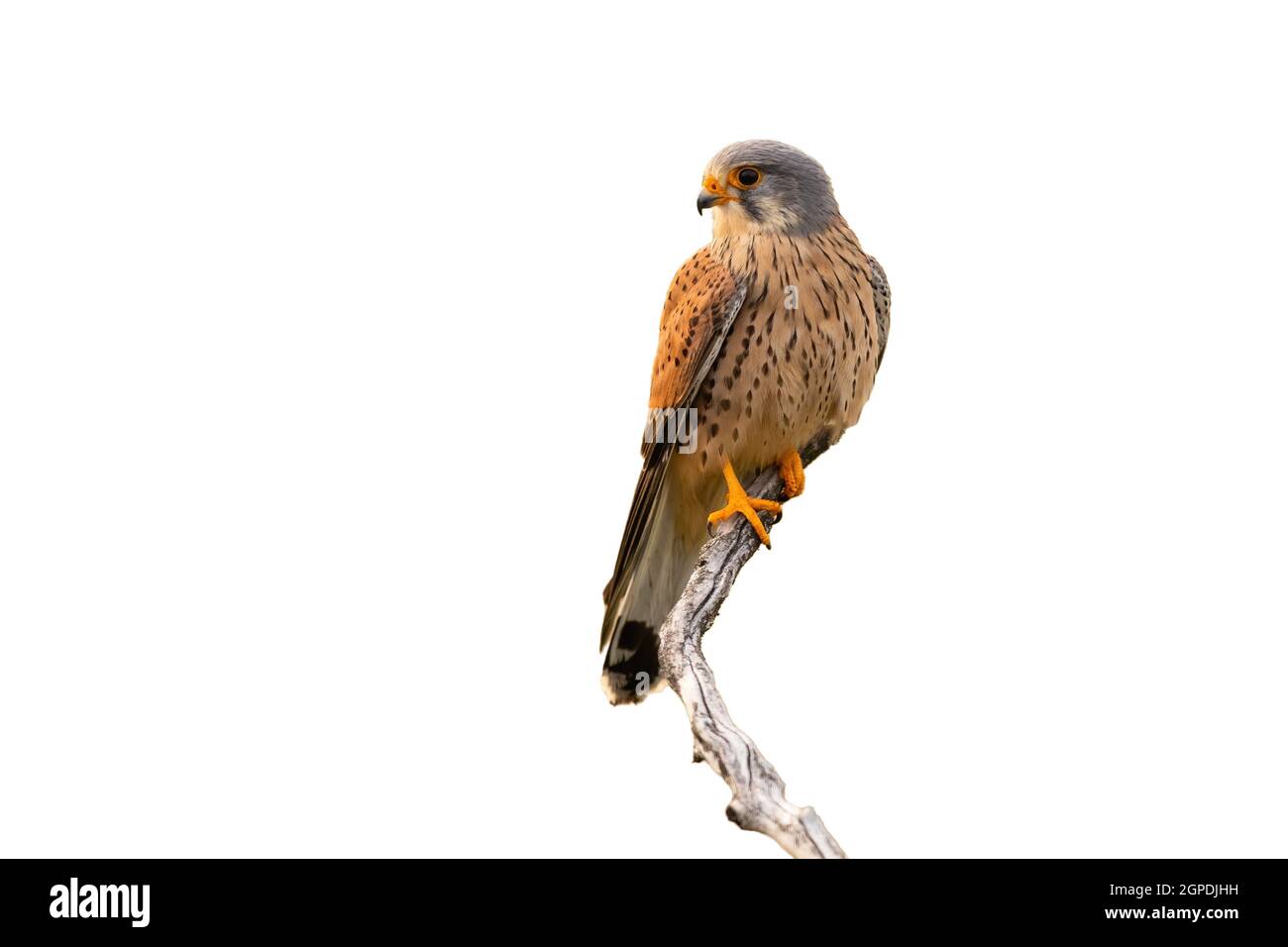Common kestrel, falco tinnunculus, sitting on branch cut out on white ...