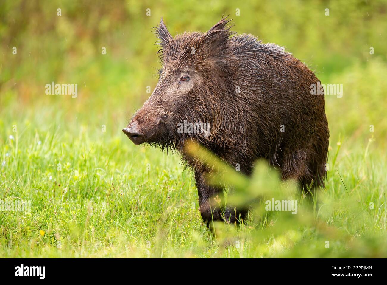 Wild boar, sus scrofa, looking on green pasture in summer nature. Brown ...