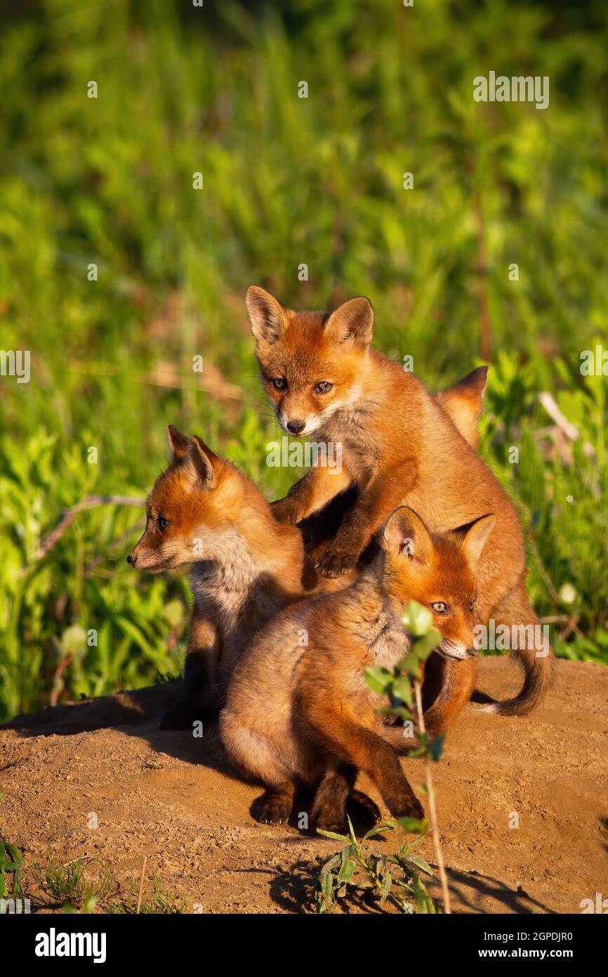 Red fox, vulpes vulpes, siblings playing on sand in springtime nature ...