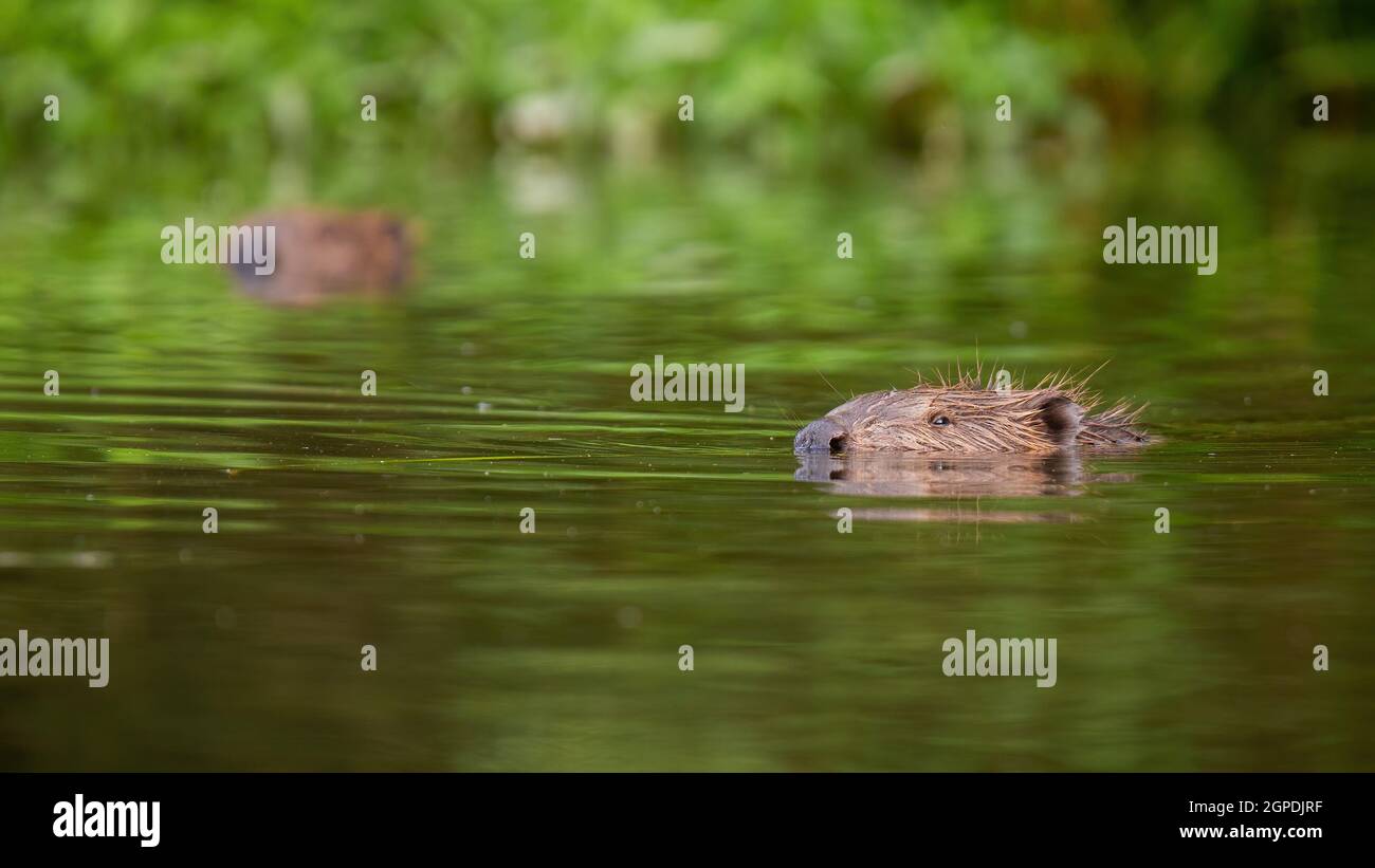 Eurasian beaver, castor fiber, swimming in water in a summertime nature ...