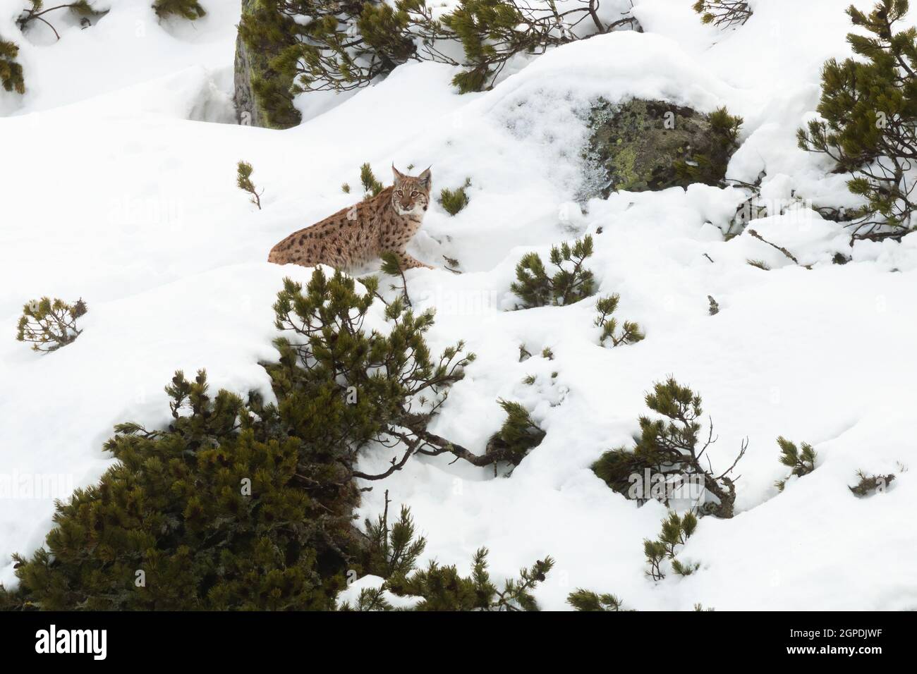 Eurasian lynx stalking prey in snowy winter mountains. Spotted animal ...