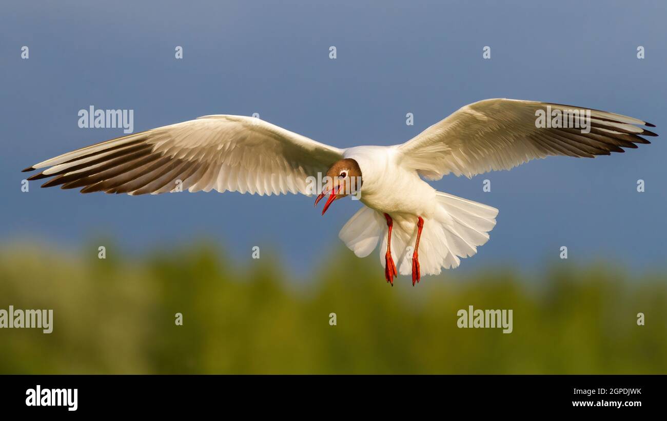Black-headed gull, chroicocephalus ridibundus, with open beak in flight ...