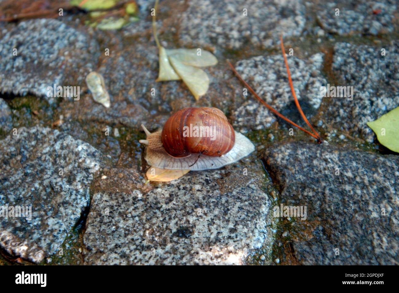 a roman snail, burgundy snail or edible snail with snail shell Stock ...