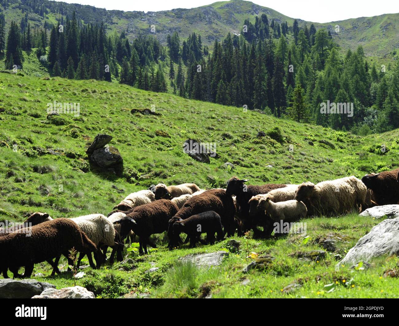 Animals In The Alps High Resolution Stock Photography and Images - Alamy
