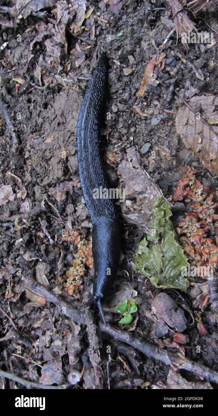 Land invertebrates hi-res stock photography and images - Alamy