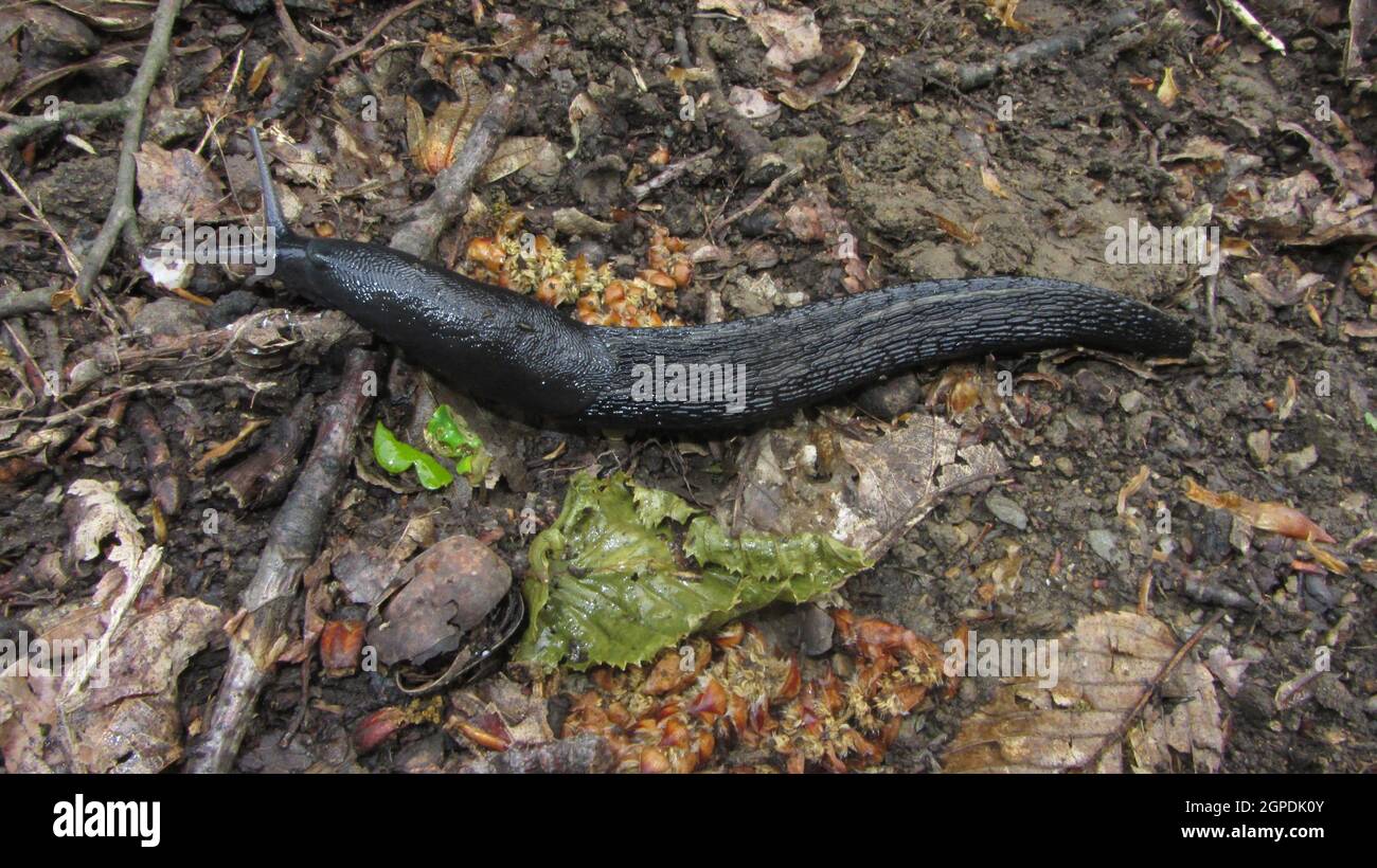 Land invertebrates hi-res stock photography and images - Alamy