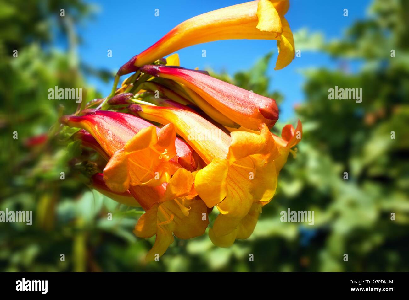 Close-up of a cluster of flowers from a climbing shrub, a Tecomaria ...