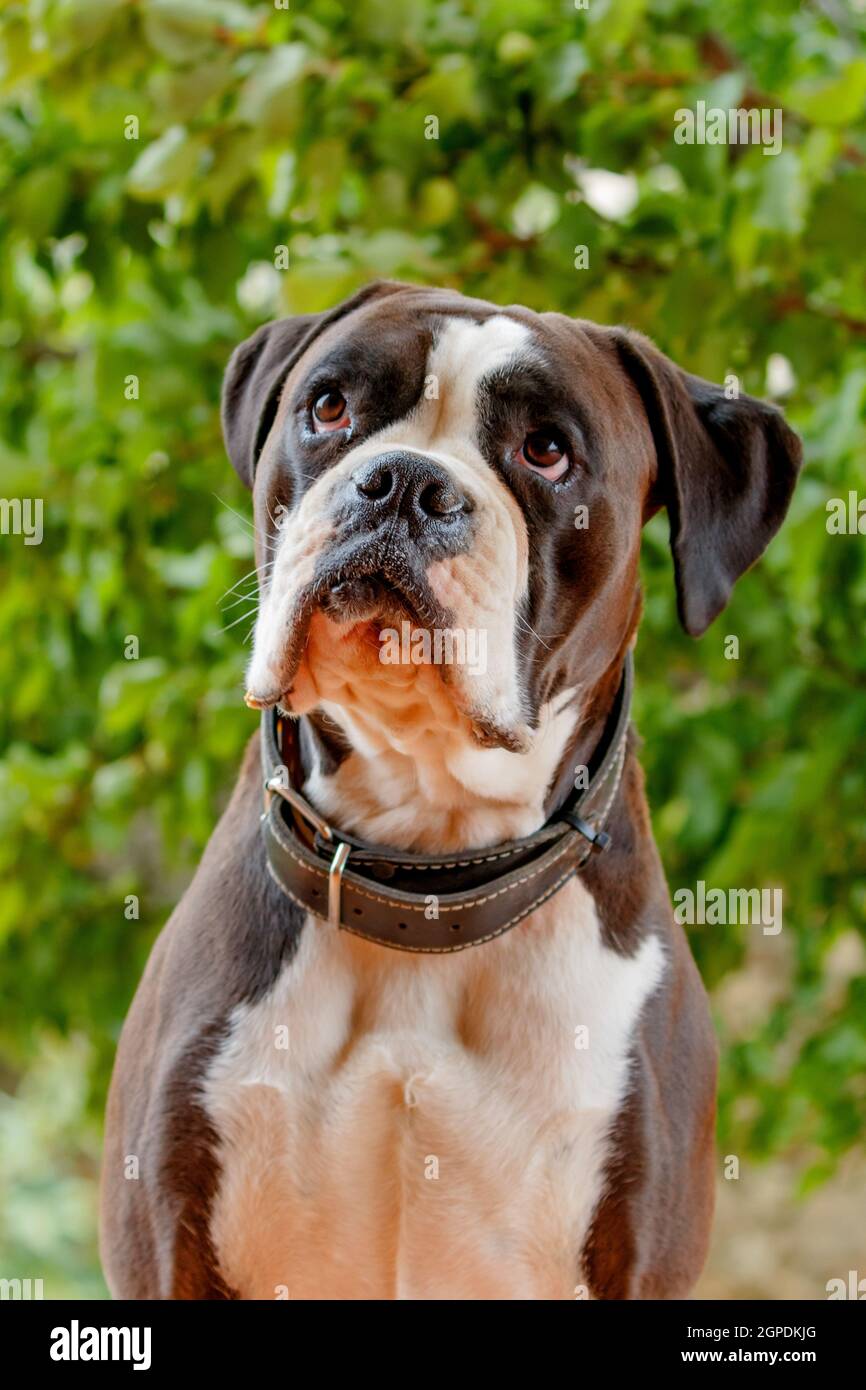Boxer puppy garden hi-res stock photography and images - Alamy