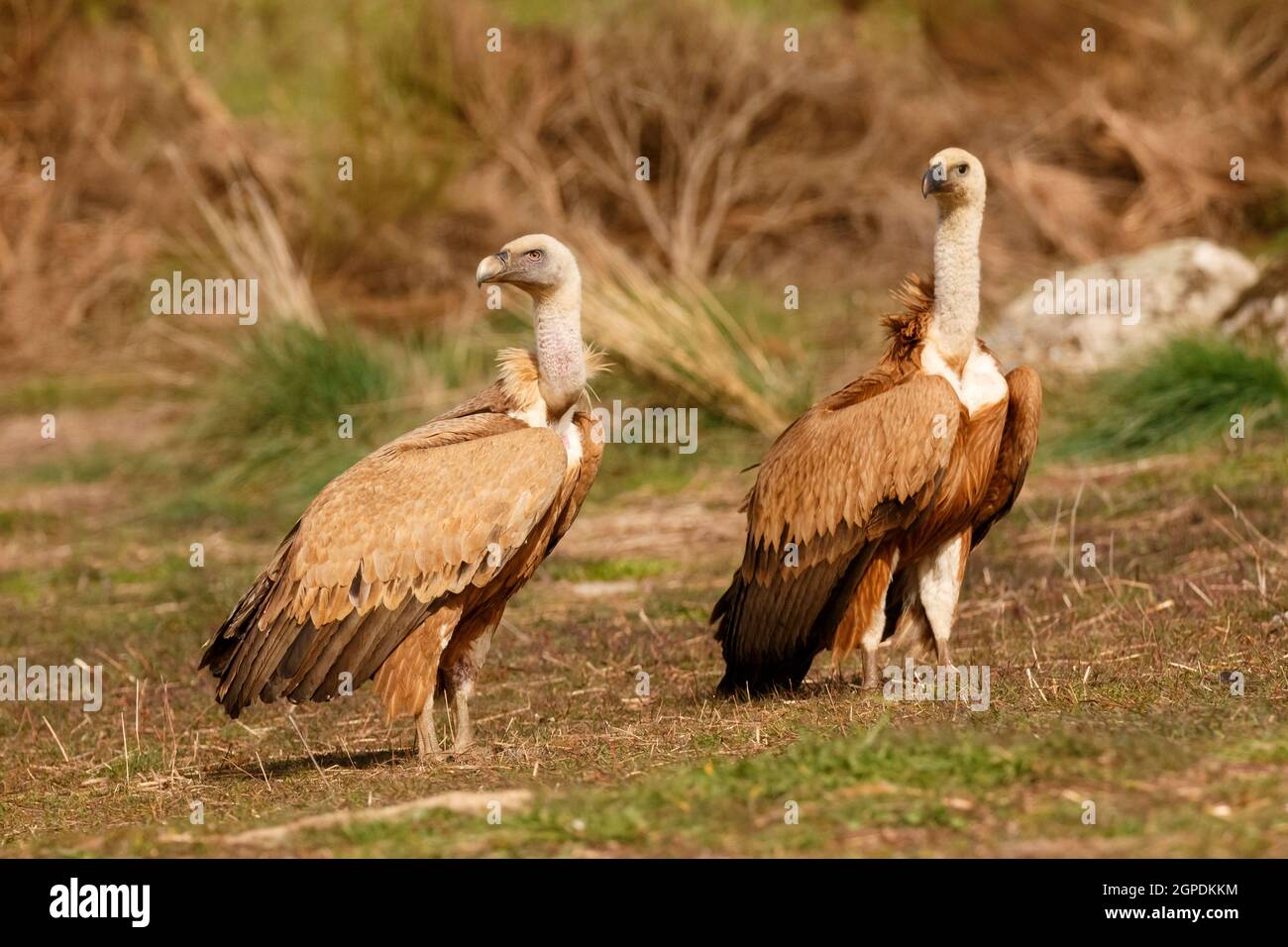 The majestic wild black vulture in its habitat Stock Photo - Alamy