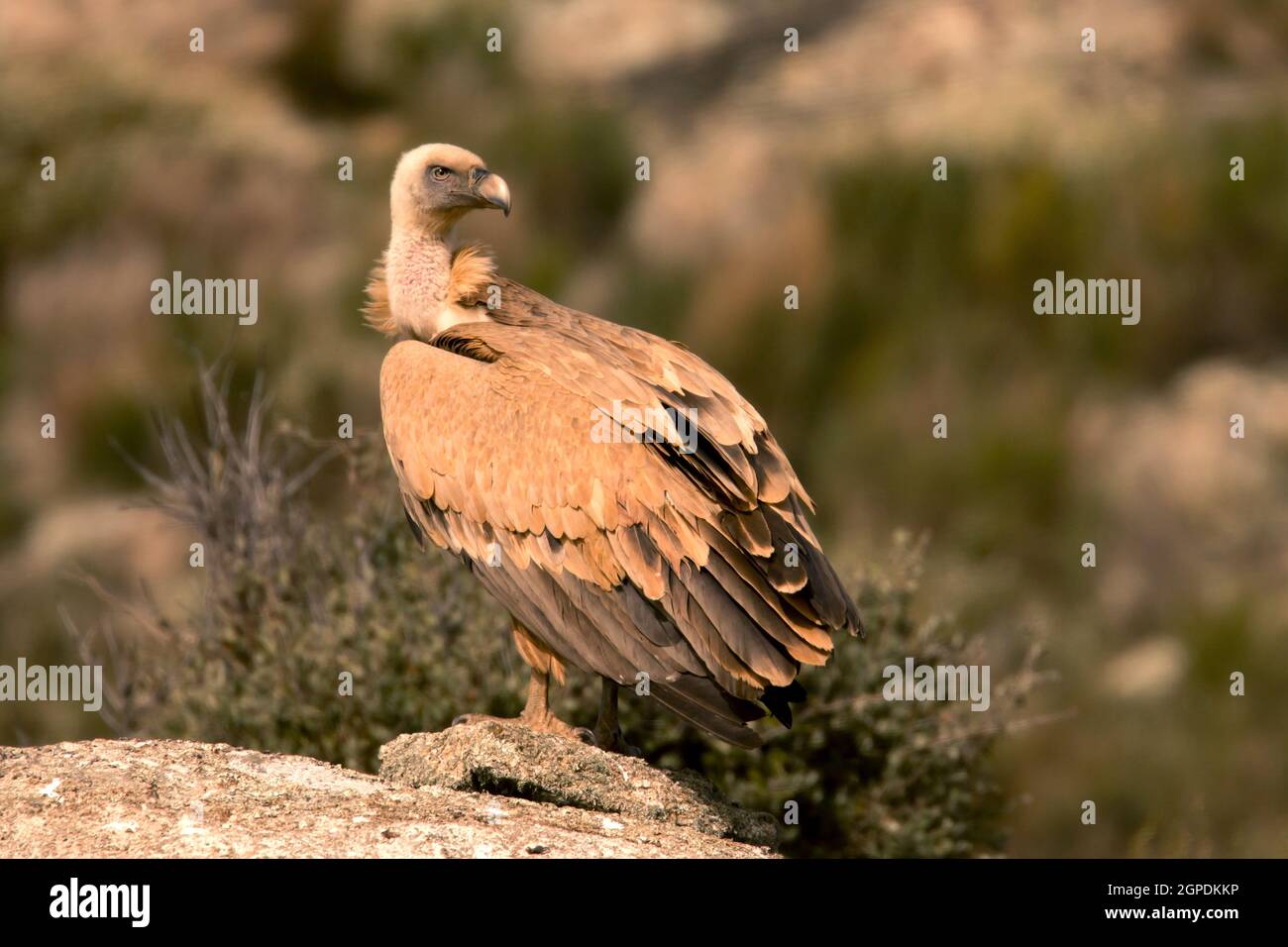 Ugly portrait young europe hi-res stock photography and images - Alamy