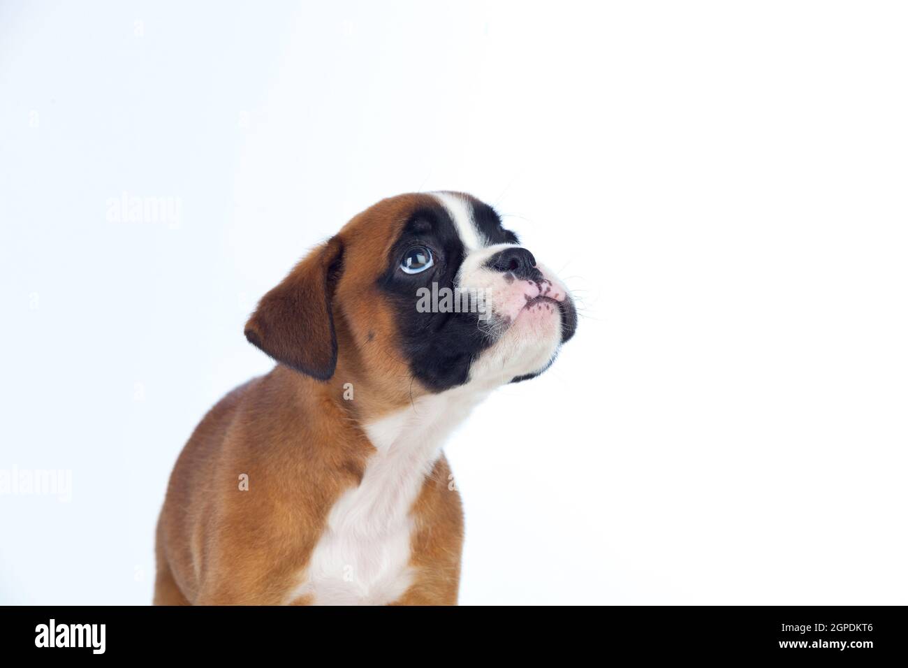 Adorable boxer puppy looking up on a isolated white background Stock ...