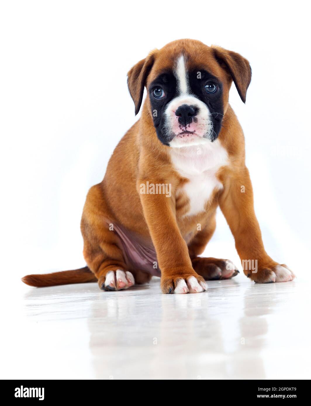 Adorable boxer puppy sitting on a isolated white background Stock Photo - Alamy