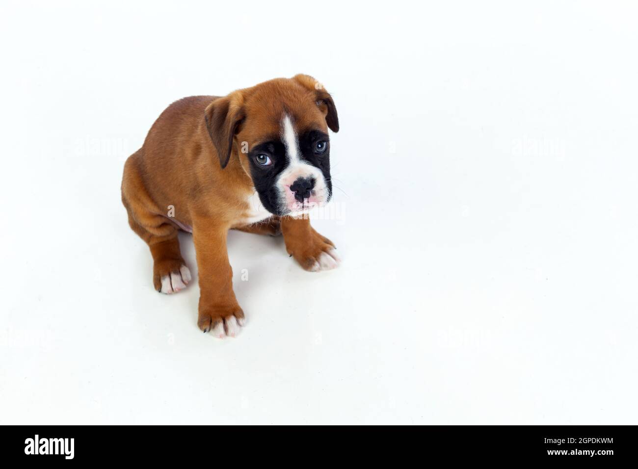 Adorable boxer puppy sitting on a isolated white background Stock Photo - Alamy