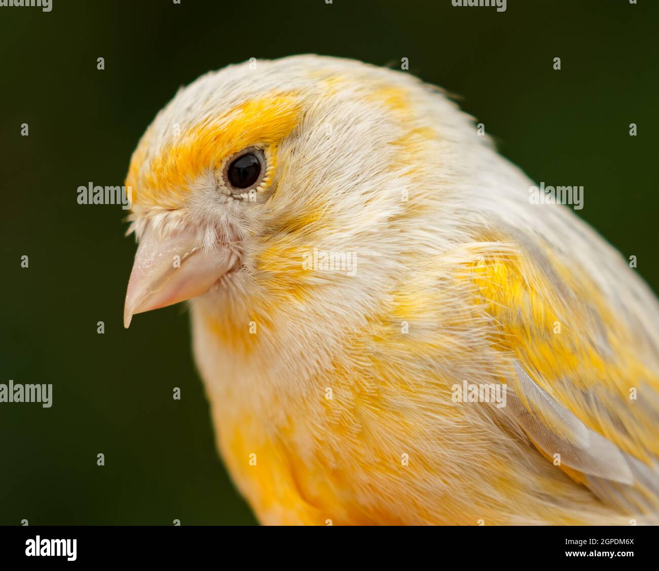Nice plumage hi-res stock photography and images - Alamy