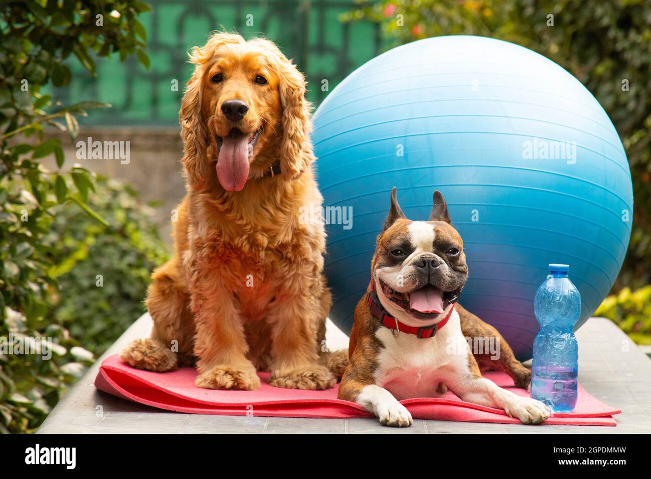 cute cocker spaniel and boston terrier ready for pilates lesson ...