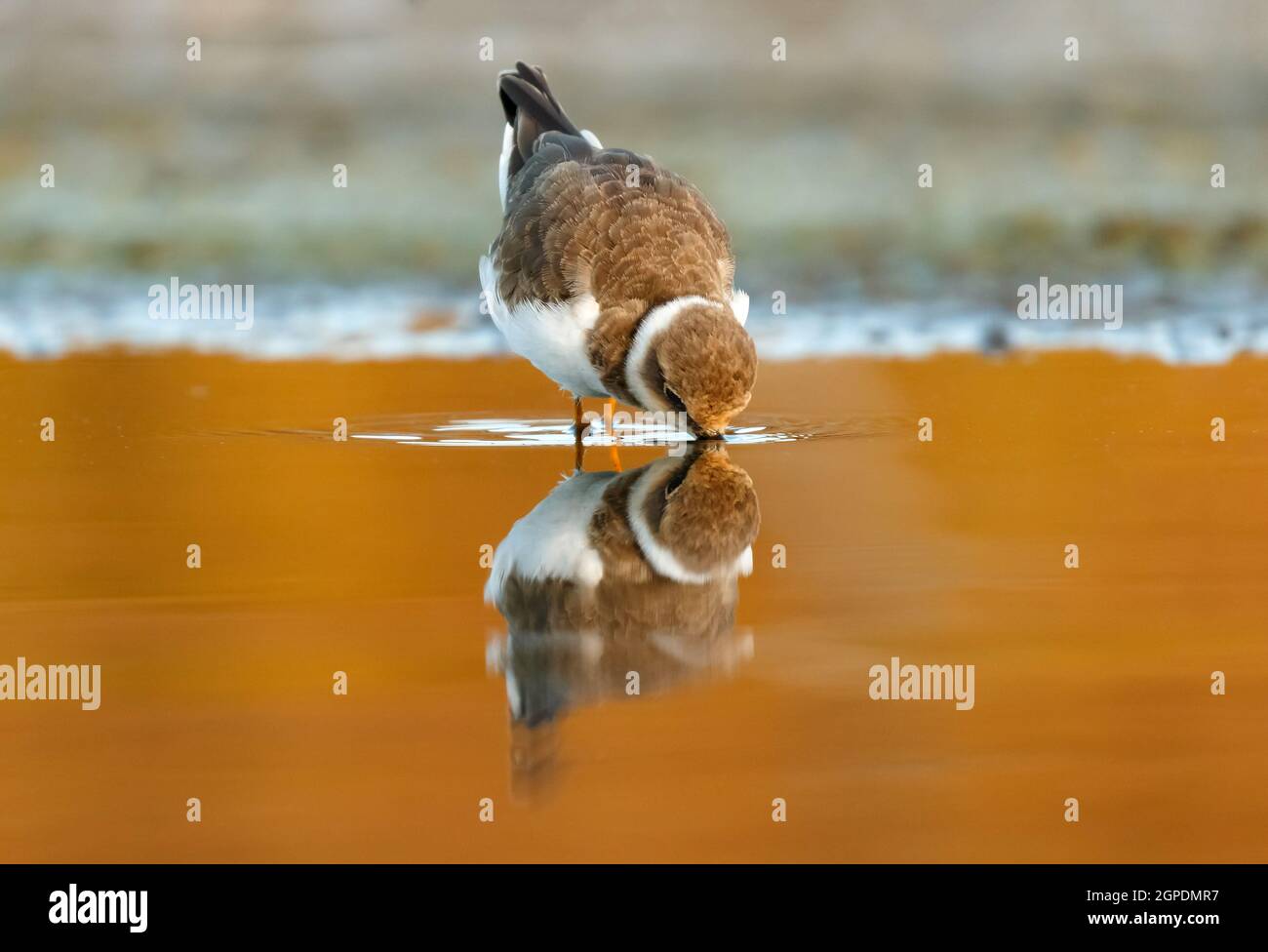 Beautiful wader bird drinking on the water with a beautiful orange ...