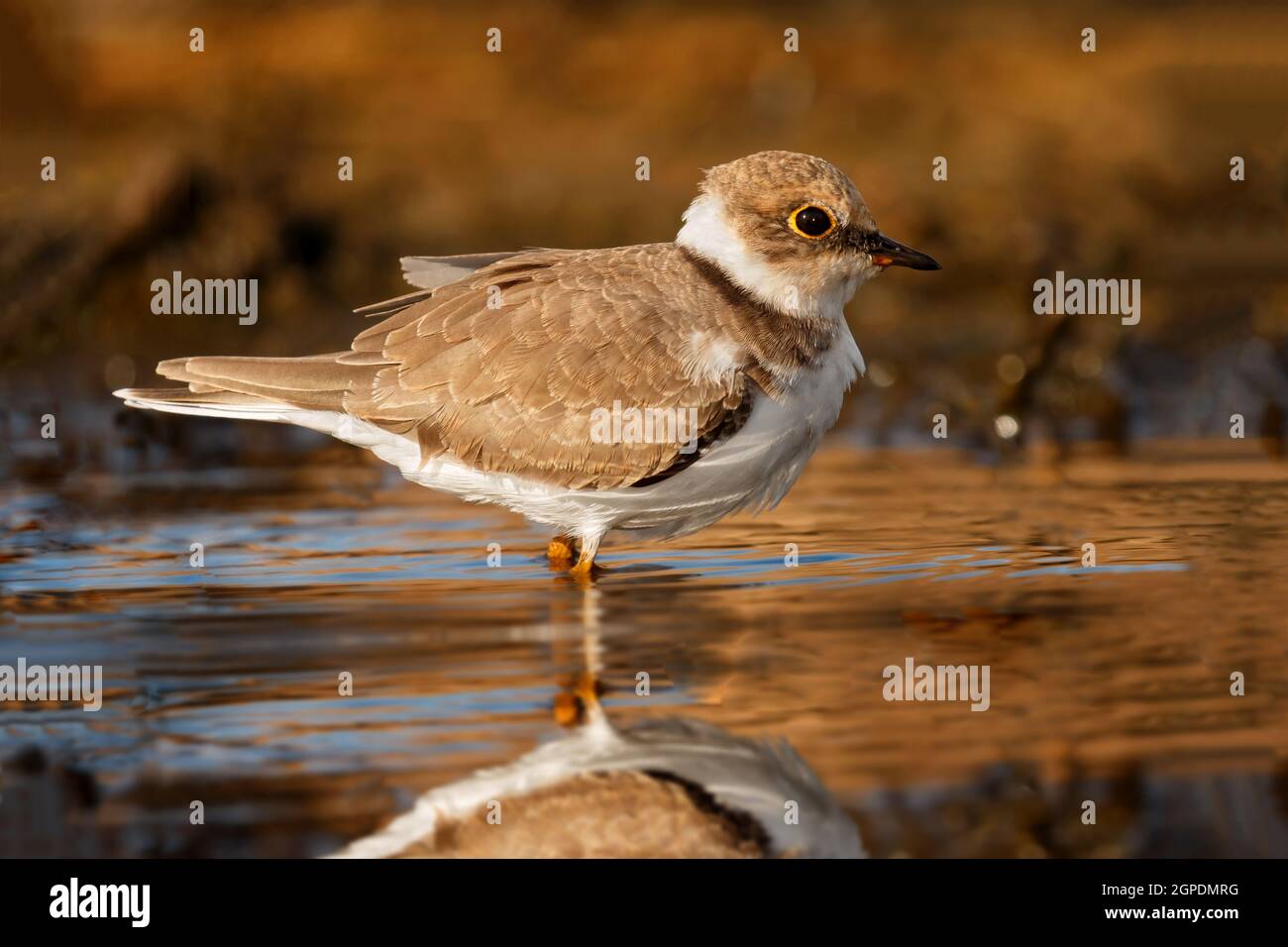 Beautiful wader bird drinking on the water with a beautiful orange ...