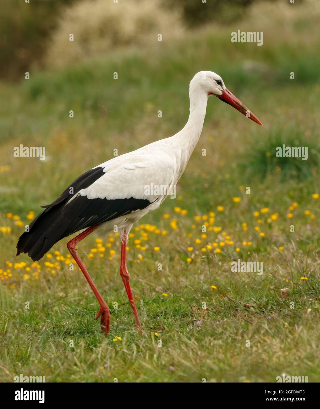 White stork walking hi-res stock photography and images - Alamy
