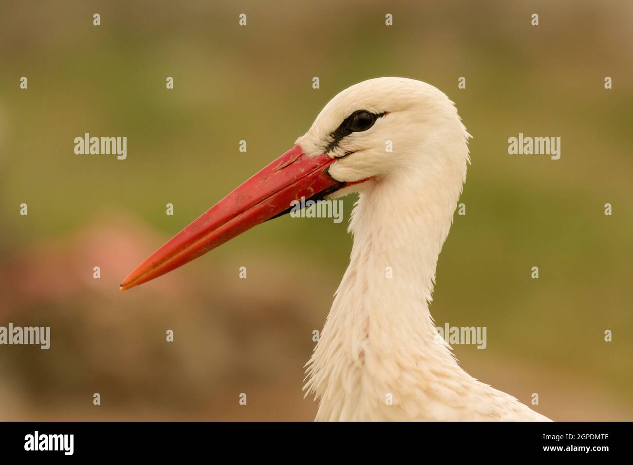 Natural profile hi-res stock photography and images - Alamy