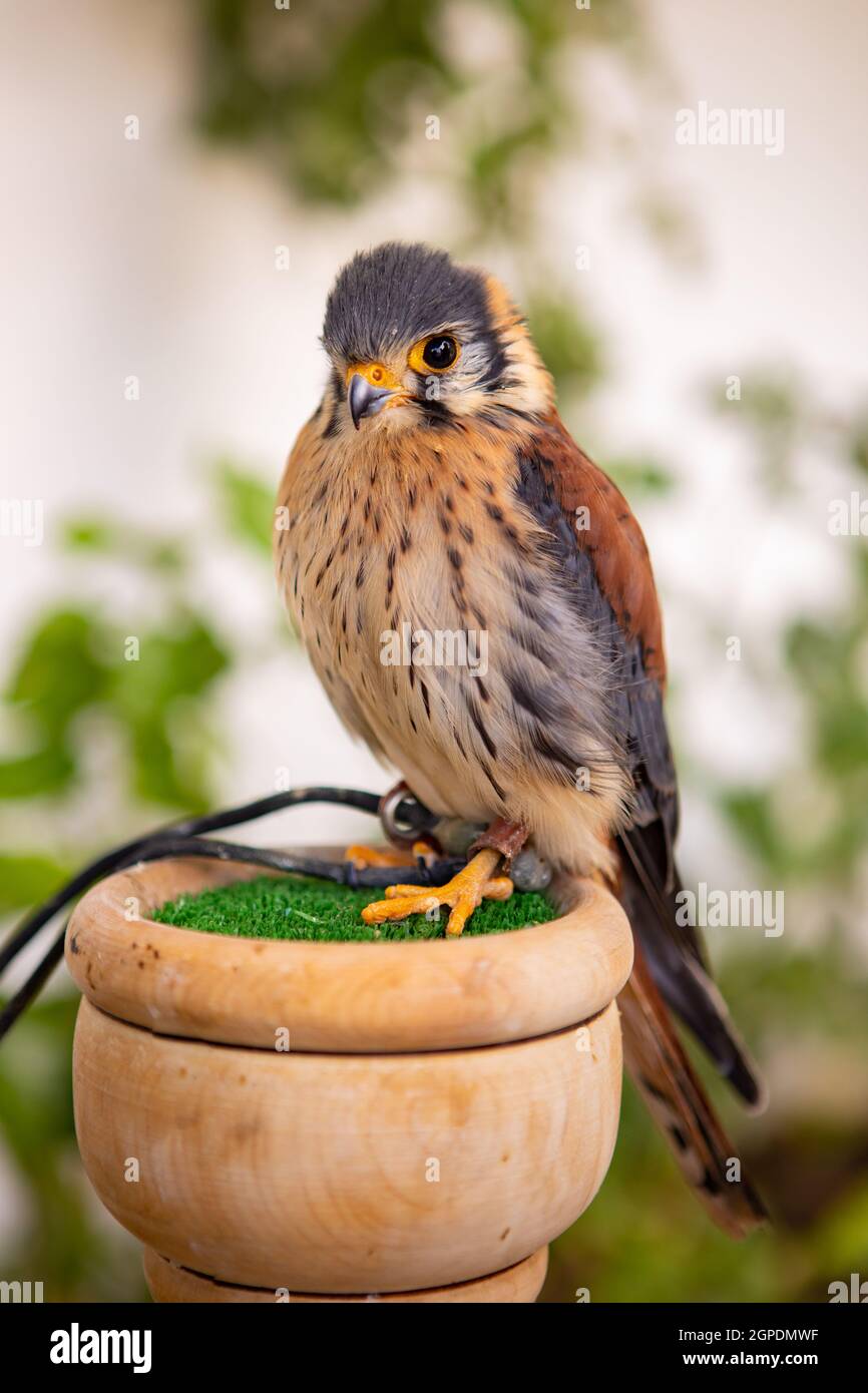 Beautiful profile of a kestrel in captivity Stock Photo - Alamy