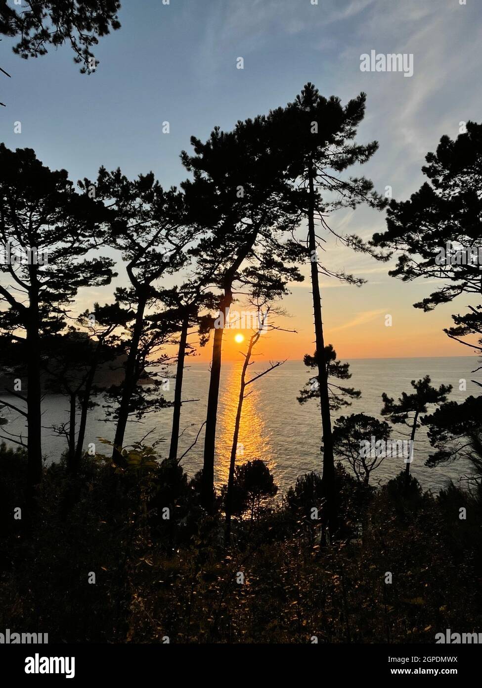 Horizontal photograph of a spectacular sunset between giant trees and ...