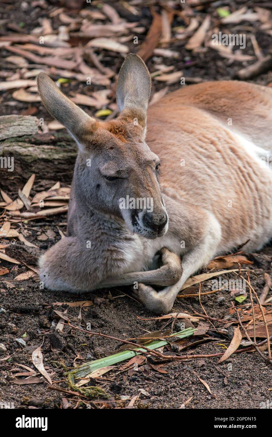 Kangaroo with natural background in Perth, Western Australia Stock ...