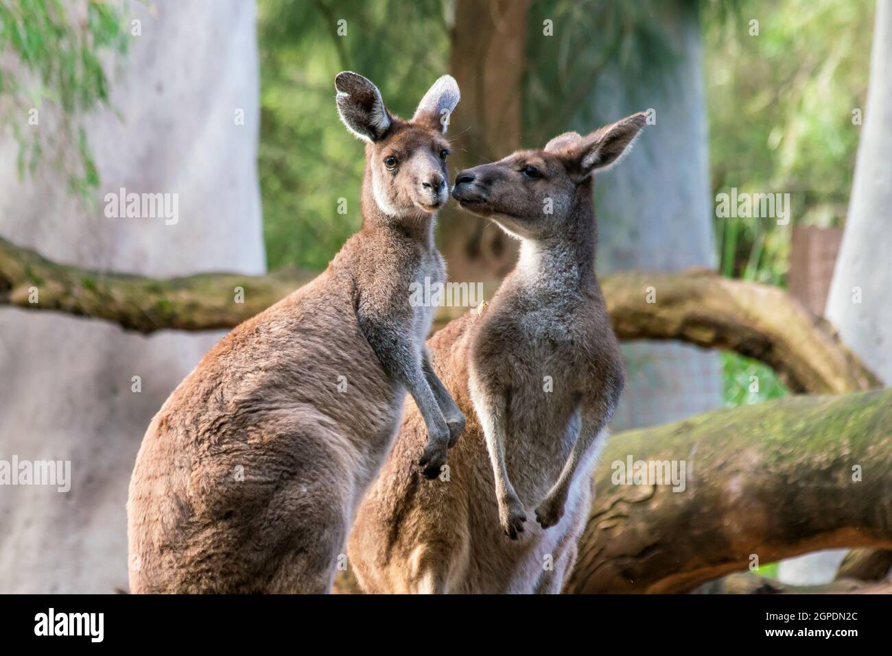 Kangaroo with natural background in Perth, Western Australia Stock ...