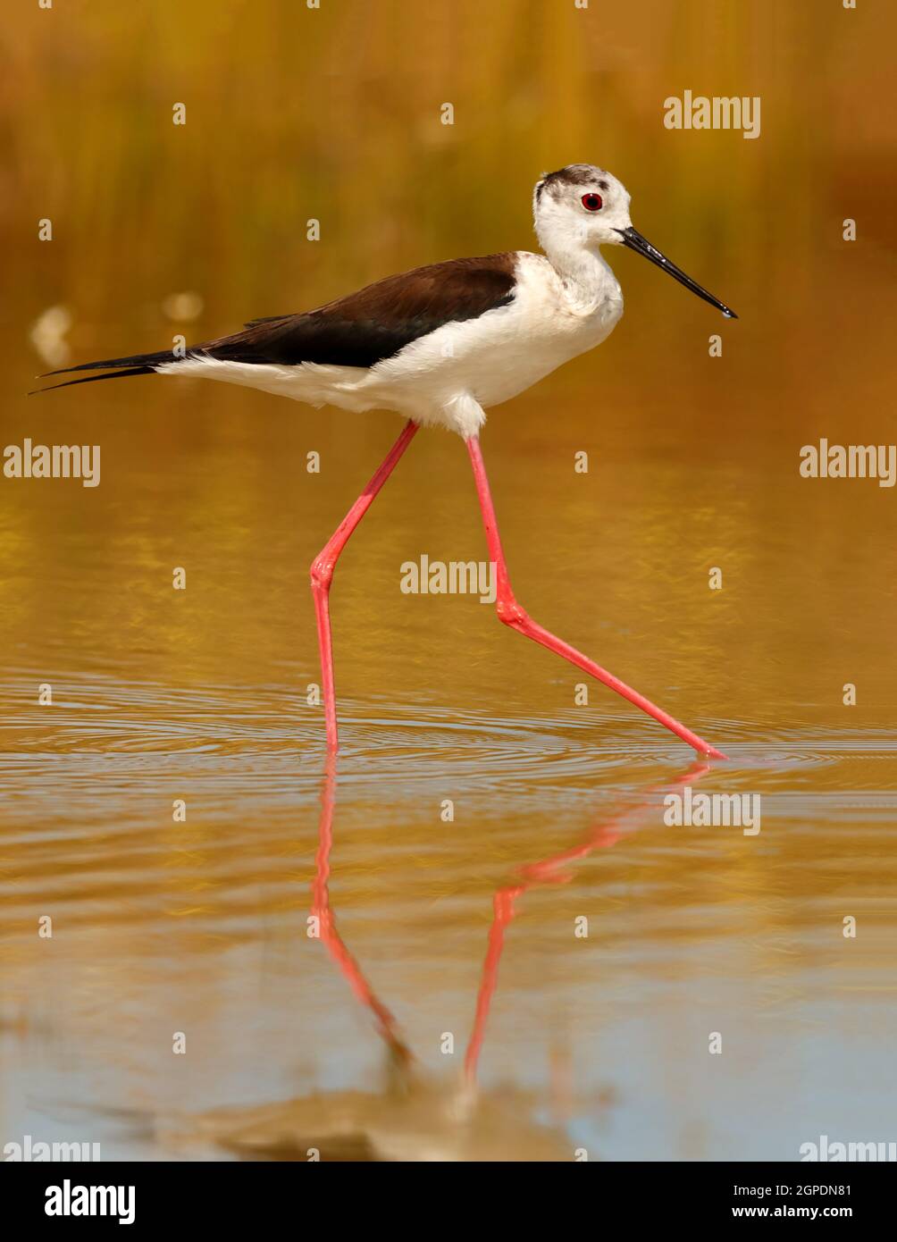 Black winged stilt mating hi-res stock photography and images - Alamy