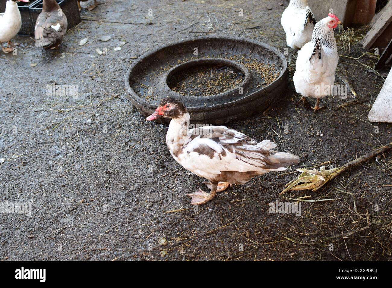 The musky duck. The maintenance of musky ducks in a household Stock ...