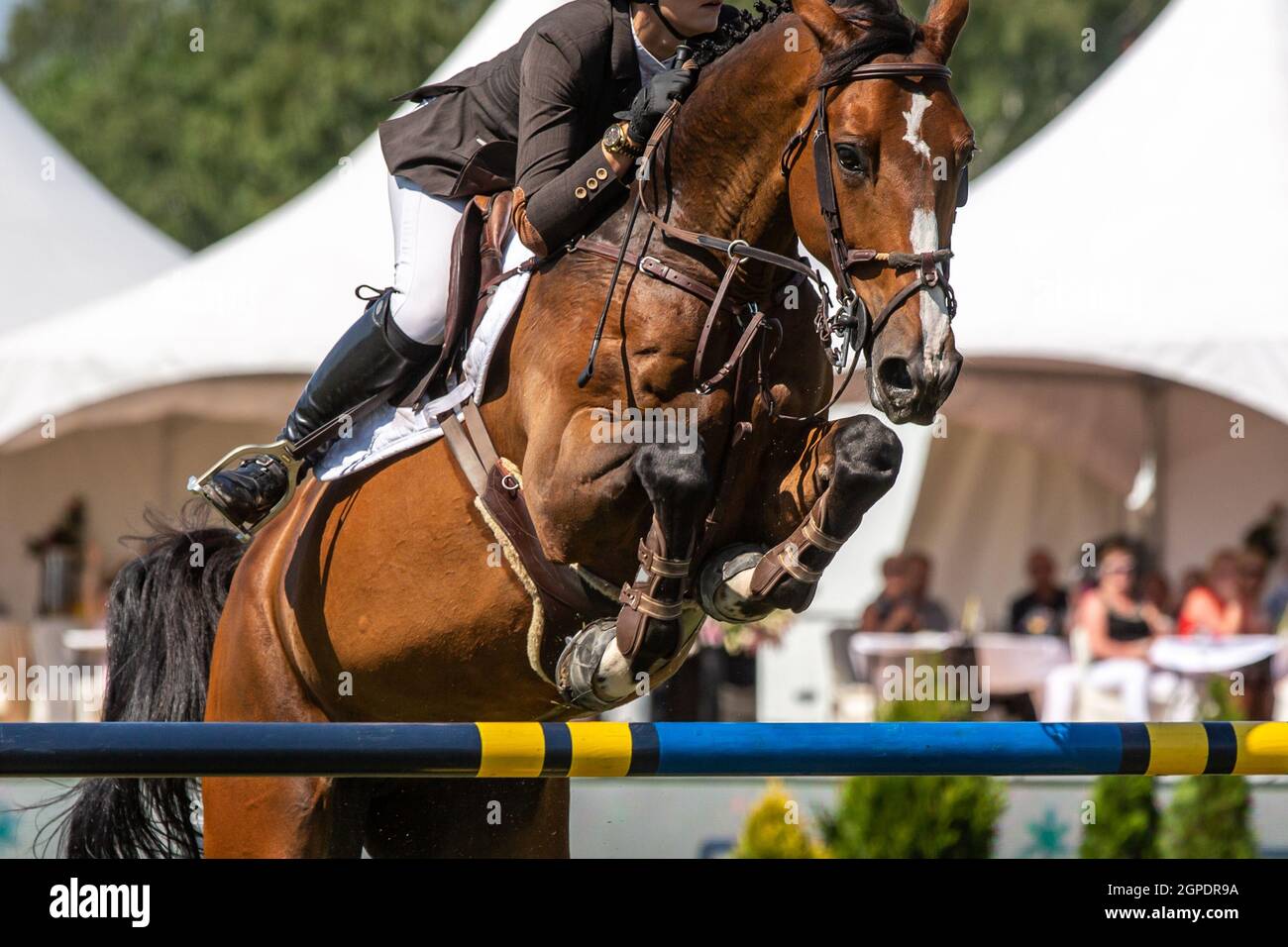 Horse Jumping, Equestrian Sports, Show Jumping event themed photograph ...