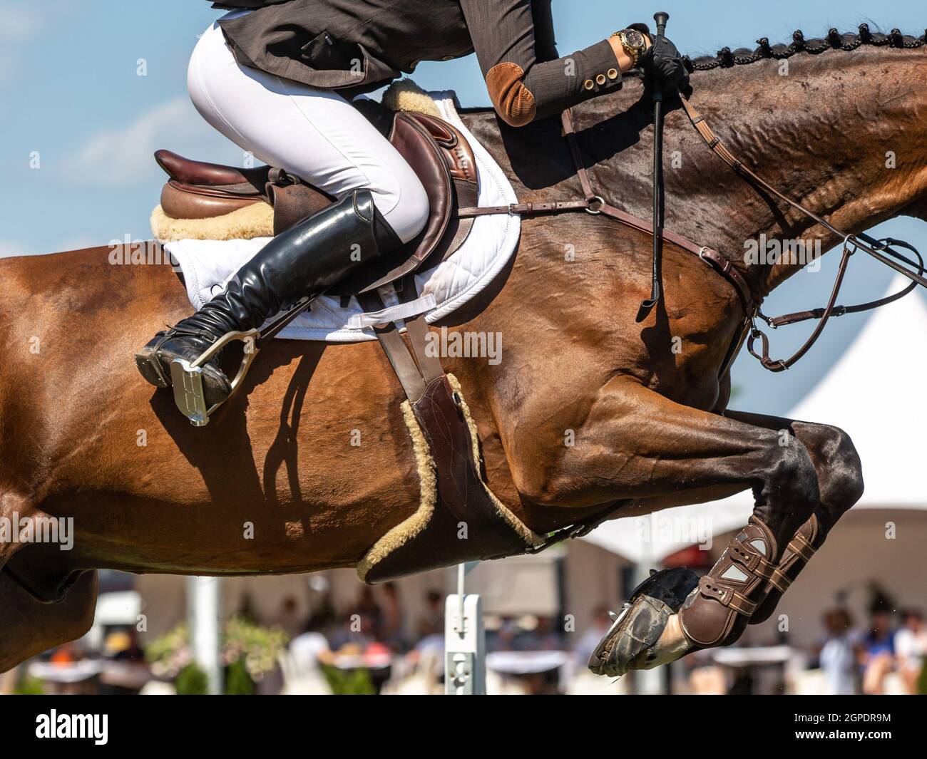 Horse Jumping, Equestrian Sports, Show Jumping event themed photograph ...